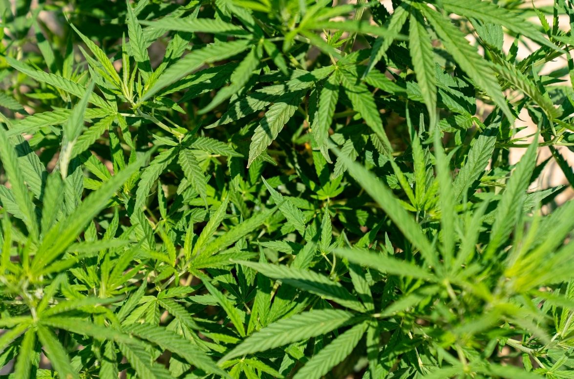 Did Jesus Christ Smoke Marijuana? - Christianity FAQ