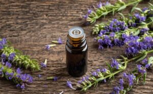 What Is Hyssop In the Bible? - Christianity FAQ